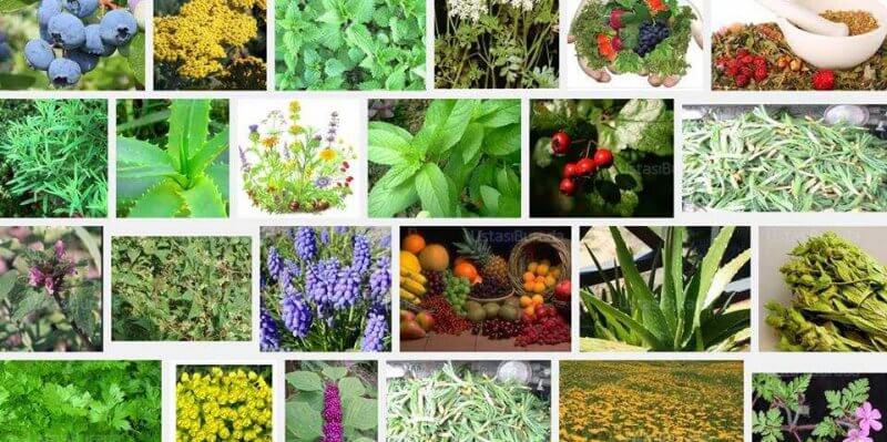 Denetimli Yetiştirilen Bitkiler Nelerdir? | Tozlu Mikrofon