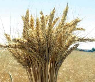 Buğday Bitkisi Nasıl Filizlenir ve Büyür? | Tozlu Mikrofon