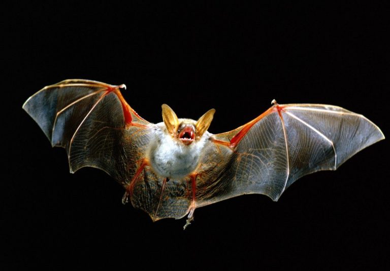 Yarasalar Nasıl Yaşar? Yarasa Yavrusunu Nasıl Büyütür? | Tozlu Mikrofon