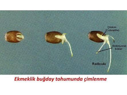 Buğday Bitkisi Nasıl Filizlenir ve Büyür? | Tozlu Mikrofon