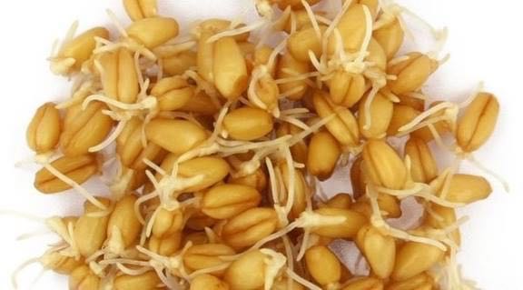 Buğday Bitkisi Nasıl Filizlenir ve Büyür? | Tozlu Mikrofon