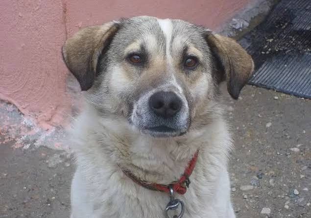 Çomar Köpek Ne Demek? | Tozlu Mikrofon