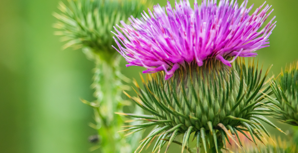 Devedikeni Tohumu Nedir? Nelere İyi Gelir? | Tozlu Mikrofon